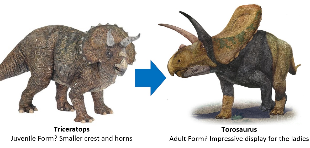 Triceratops to Torosaurus | Amdall Gallery